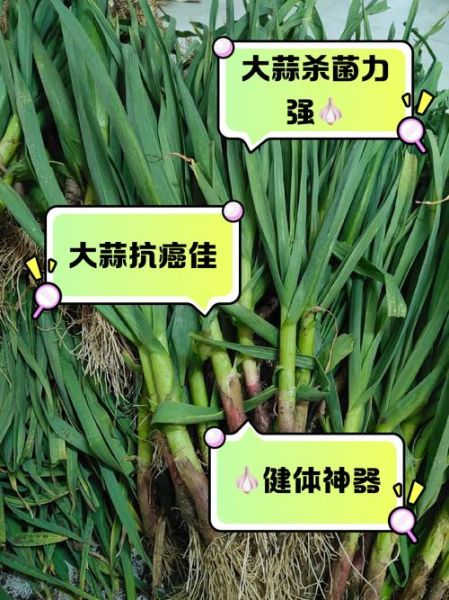 大蒜能降血压吗_大蒜的功效与作用图片-第3张图片-山城妙识