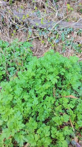 菊花脑图片长什么样_菊花脑怎么吃最好吃-第3张图片-山城妙识