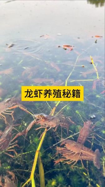龙虾养殖技术视频_新手如何快速上手-第1张图片-山城妙识
