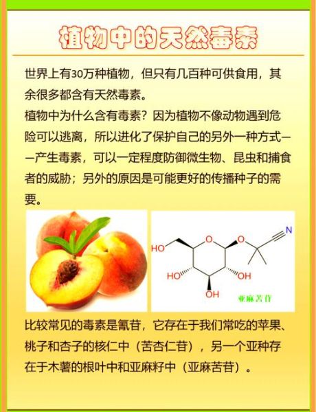 木薯怎么煮才安全_木薯中毒怎么办-第1张图片-山城妙识 木薯怎么煮才安全_木薯中毒怎么办-第1张图片-山城妙识