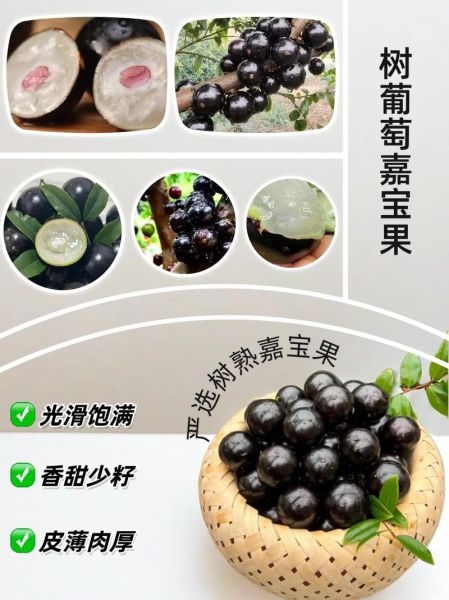 树葡萄怎么种_树葡萄几年结果-第1张图片-山城妙识