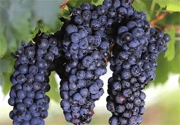 黑加仑和葡萄的区别_为什么叫黑加仑-第3张图片-山城妙识
