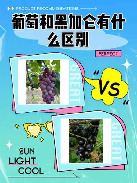 黑加仑和葡萄的区别_为什么叫黑加仑-第1张图片-山城妙识