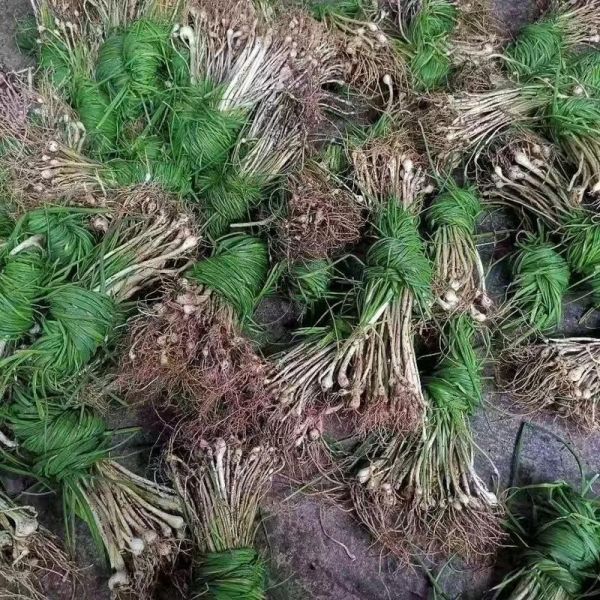 胡葱的功效与作用_胡葱怎么吃最好-第3张图片-山城妙识