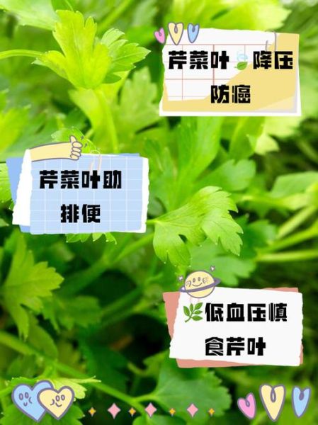 芹菜叶子能吃吗_芹菜叶子的营养价值-第1张图片-山城妙识
