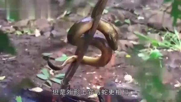 最大黄鳝36斤是真的吗_野生巨型黄鳝真相-第3张图片-山城妙识