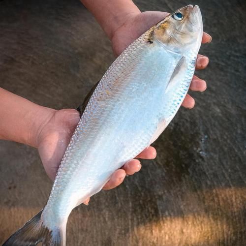 鲥鱼多少钱一斤_鲥鱼为什么那么贵-第3张图片-山城妙识 鲥鱼多少钱一斤_鲥鱼为什么那么贵-第3张图片-山城妙识