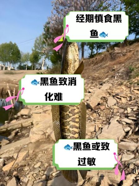 为什么不吃黑鱼_黑鱼禁忌有哪些-第3张图片-山城妙识 为什么不吃黑鱼_黑鱼禁忌有哪些-第3张图片-山城妙识