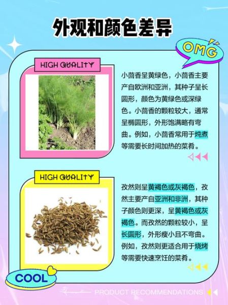 孜然与小茴香是一种吗_区别与用途全解析-第1张图片-山城妙识 孜然与小茴香是一种吗_区别与用途全解析-第1张图片-山城妙识
