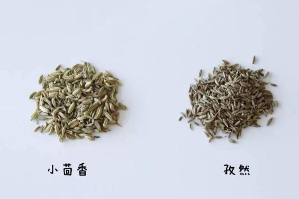 孜然与小茴香是一种吗_区别与用途全解析-第3张图片-山城妙识 孜然与小茴香是一种吗_区别与用途全解析-第3张图片-山城妙识