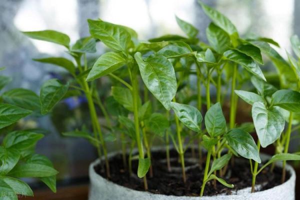 辣椒种子几月份播种_南方北方时间差-第2张图片-山城妙识 辣椒种子几月份播种_南方北方时间差-第2张图片-山城妙识