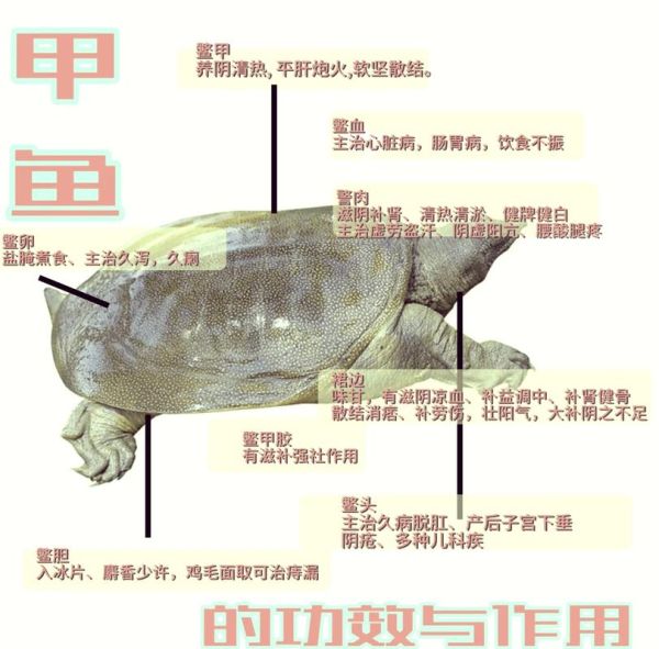 甲鱼的功效与作用有哪些_哪些人不能吃甲鱼-第1张图片-山城妙识 甲鱼的功效与作用有哪些_哪些人不能吃甲鱼-第1张图片-山城妙识