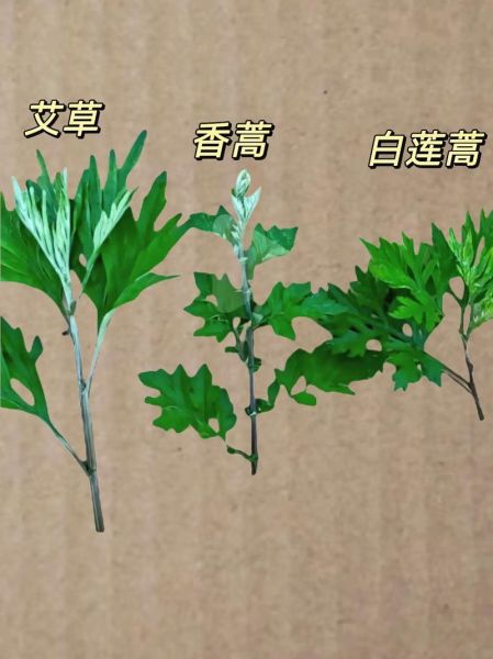 野生艾草图片大全_如何辨别真假野生艾草-第1张图片-山城妙识