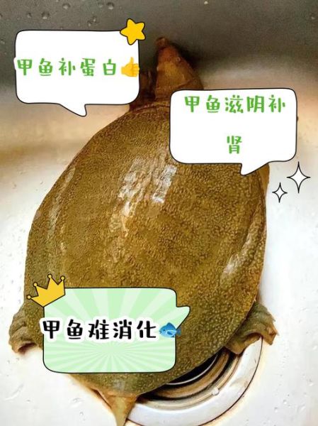 甲鱼的功效与作用有哪些_哪些人不能吃甲鱼-第3张图片-山城妙识 甲鱼的功效与作用有哪些_哪些人不能吃甲鱼-第3张图片-山城妙识