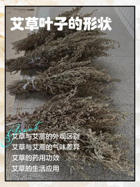 野生艾草图片大全_如何辨别真假野生艾草-第3张图片-山城妙识