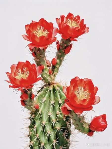 仙人掌花图片大全大图_如何拍摄高清仙人掌花-第1张图片-山城妙识
