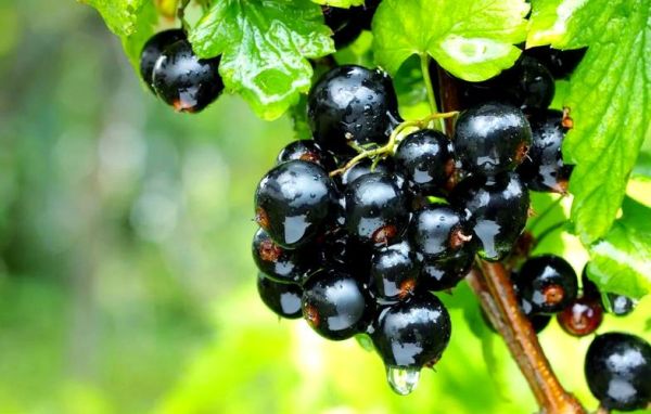 黑加仑多少钱一斤_黑加仑价格受哪些因素影响-第3张图片-山城妙识