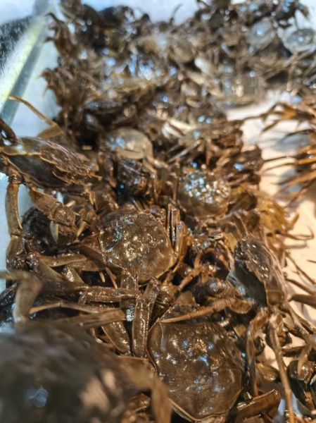 河蟹什么意思_网络用语河蟹是什么-第3张图片-山城妙识 河蟹什么意思_网络用语河蟹是什么-第3张图片-山城妙识