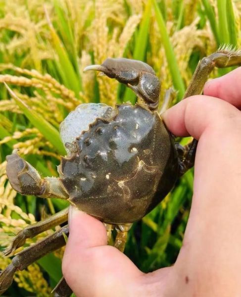 河蟹什么意思_网络用语河蟹是什么-第1张图片-山城妙识 河蟹什么意思_网络用语河蟹是什么-第1张图片-山城妙识