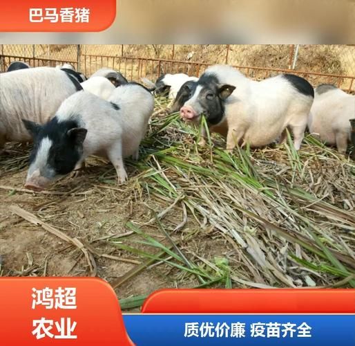 广西巴马香猪图片_哪里买正宗-第1张图片-山城妙识