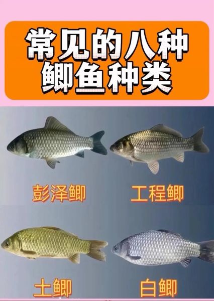 鲫鱼品种图片大全大图_如何区分常见鲫鱼-第3张图片-山城妙识 鲫鱼品种图片大全大图_如何区分常见鲫鱼-第3张图片-山城妙识