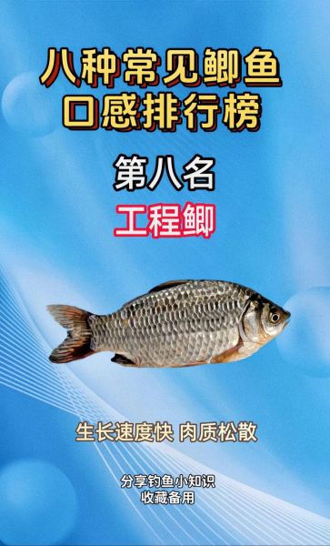 鲫鱼品种图片大全大图_如何区分常见鲫鱼-第1张图片-山城妙识 鲫鱼品种图片大全大图_如何区分常见鲫鱼-第1张图片-山城妙识