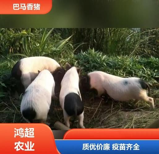 广西巴马香猪图片_哪里买正宗-第2张图片-山城妙识