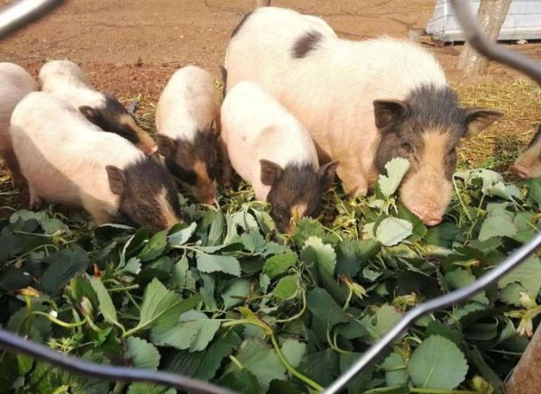 广西巴马香猪图片_哪里买正宗-第3张图片-山城妙识