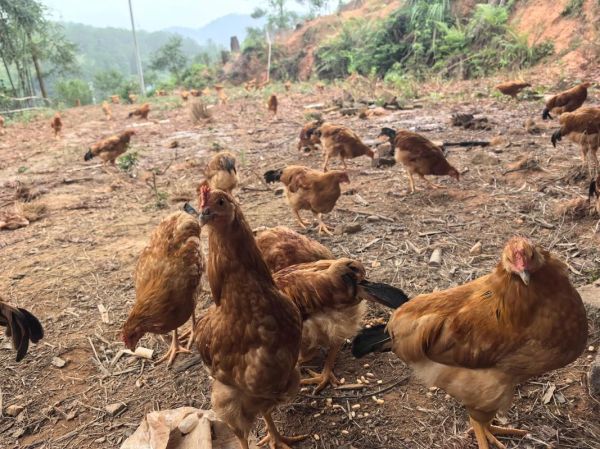 田鸡怎么过河_田鸡过河的方法有哪些-第3张图片-山城妙识 田鸡怎么过河_田鸡过河的方法有哪些-第3张图片-山城妙识