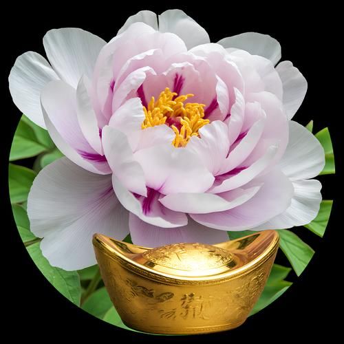 花开富贵微信名怎么取_花开富贵微信名寓意是什么-第3张图片-山城妙识 花开富贵微信名怎么取_花开富贵微信名寓意是什么-第3张图片-山城妙识