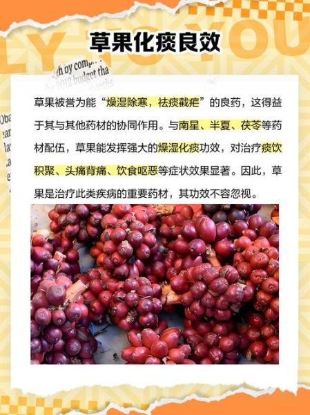 草果是什么_草果的功效与作用-第2张图片-山城妙识 草果是什么_草果的功效与作用-第2张图片-山城妙识