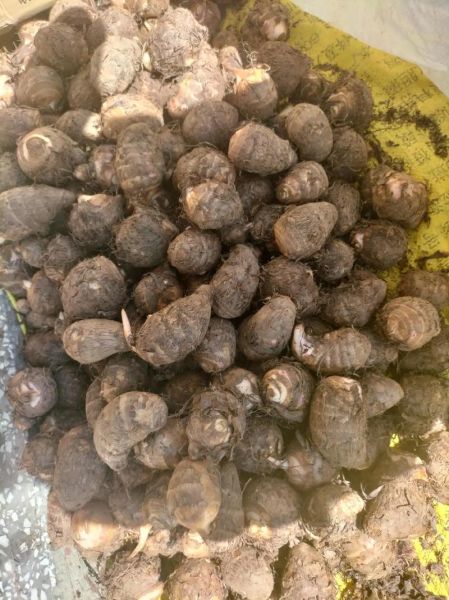 芋头图片大全大图_如何挑选优质芋头-第3张图片-山城妙识 芋头图片大全大图_如何挑选优质芋头-第3张图片-山城妙识