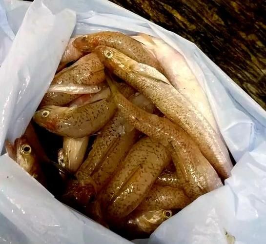 狗屎鱼是什么_狗屎鱼好吃吗-第3张图片-山城妙识