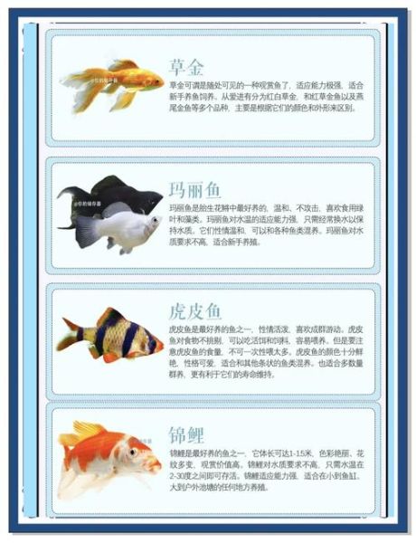 世界上最美的鱼是什么_如何饲养第一名最美观赏鱼-第3张图片-山城妙识 世界上最美的鱼是什么_如何饲养第一名最美观赏鱼-第3张图片-山城妙识