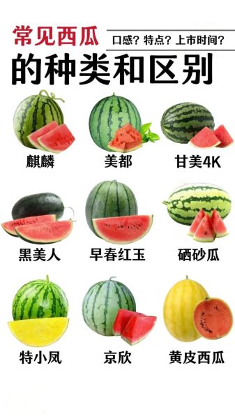 常见瓜的品种有哪些_瓜的图片大全怎么找-第3张图片-山城妙识 常见瓜的品种有哪些_瓜的图片大全怎么找-第3张图片-山城妙识