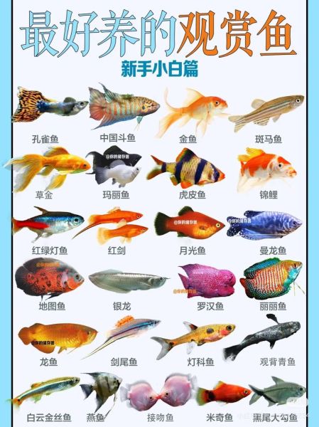 世界上最美的鱼是什么_如何饲养第一名最美观赏鱼-第1张图片-山城妙识 世界上最美的鱼是什么_如何饲养第一名最美观赏鱼-第1张图片-山城妙识