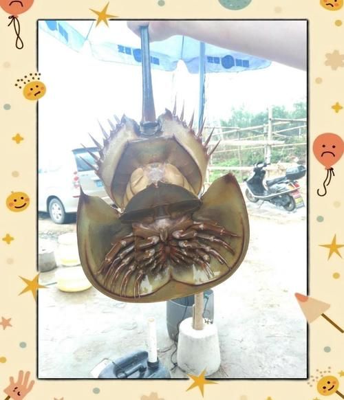 鲎血多少钱一斤_鲎血价格行情-第2张图片-山城妙识 鲎血多少钱一斤_鲎血价格行情-第2张图片-山城妙识