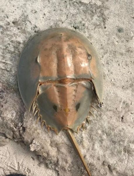 鲎血多少钱一斤_鲎血价格行情-第1张图片-山城妙识 鲎血多少钱一斤_鲎血价格行情-第1张图片-山城妙识