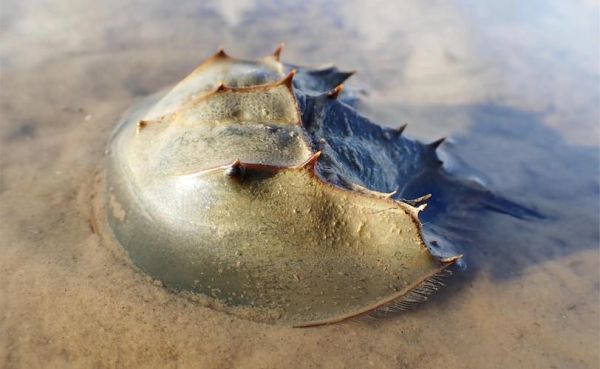 鲎血多少钱一斤_鲎血价格行情-第3张图片-山城妙识 鲎血多少钱一斤_鲎血价格行情-第3张图片-山城妙识