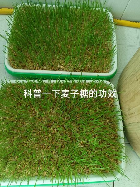 麦芽糖粉的功效与作用_麦芽糖粉适合什么人吃-第3张图片-山城妙识 麦芽糖粉的功效与作用_麦芽糖粉适合什么人吃-第3张图片-山城妙识