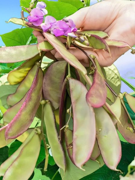 扁豆有哪些品种_扁豆怎么区分-第3张图片-山城妙识 扁豆有哪些品种_扁豆怎么区分-第3张图片-山城妙识