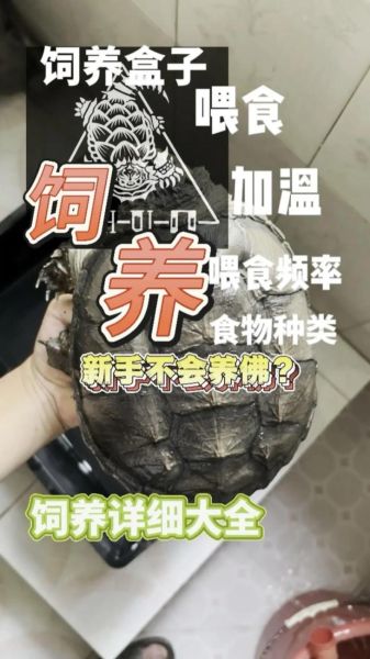 鳄龟怎么养_鳄龟吃什么-第1张图片-山城妙识 鳄龟怎么养_鳄龟吃什么-第1张图片-山城妙识