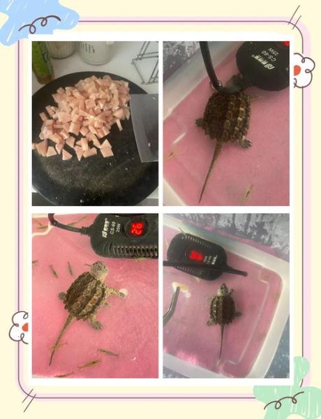 鳄龟怎么养_鳄龟吃什么-第3张图片-山城妙识 鳄龟怎么养_鳄龟吃什么-第3张图片-山城妙识