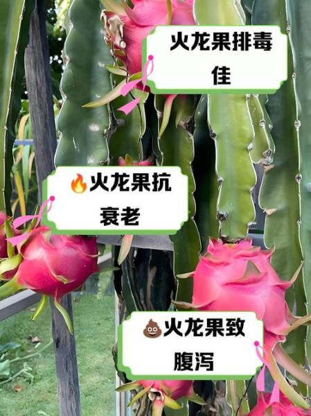 每天吃火龙果有坏处吗_火龙果吃多了会怎样-第1张图片-山城妙识