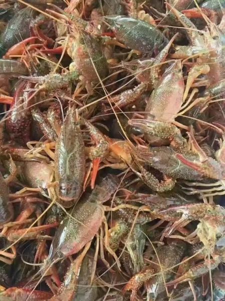 龙虾多少钱一斤现在市场价_2024最新行情-第3张图片-山城妙识