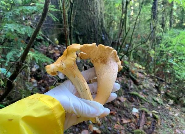 鸡油菌读音怎么读_鸡油菌拼音声调-第1张图片-山城妙识