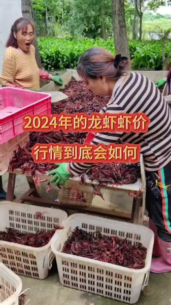 龙虾多少钱一斤现在市场价_2024最新行情-第2张图片-山城妙识