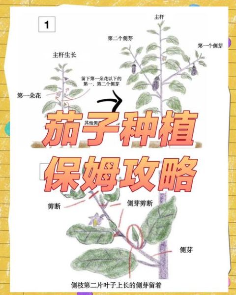 茄子种植技术与管理_茄子怎么种才能高产-第2张图片-山城妙识 茄子种植技术与管理_茄子怎么种才能高产-第2张图片-山城妙识