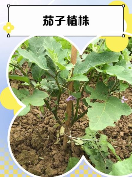 茄子种植技术与管理_茄子怎么种才能高产-第3张图片-山城妙识 茄子种植技术与管理_茄子怎么种才能高产-第3张图片-山城妙识