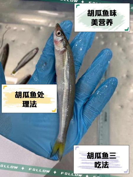 胡瓜鱼怎么做好吃_胡瓜鱼家常做法步骤-第1张图片-山城妙识 胡瓜鱼怎么做好吃_胡瓜鱼家常做法步骤-第1张图片-山城妙识